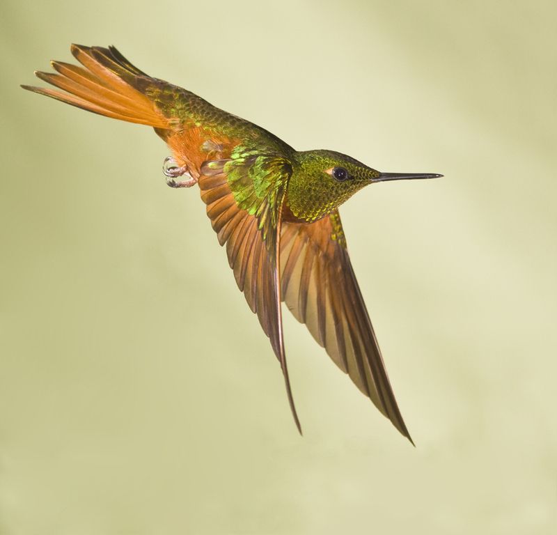 Images: Beautiful Hummingbirds of the World | Live Science