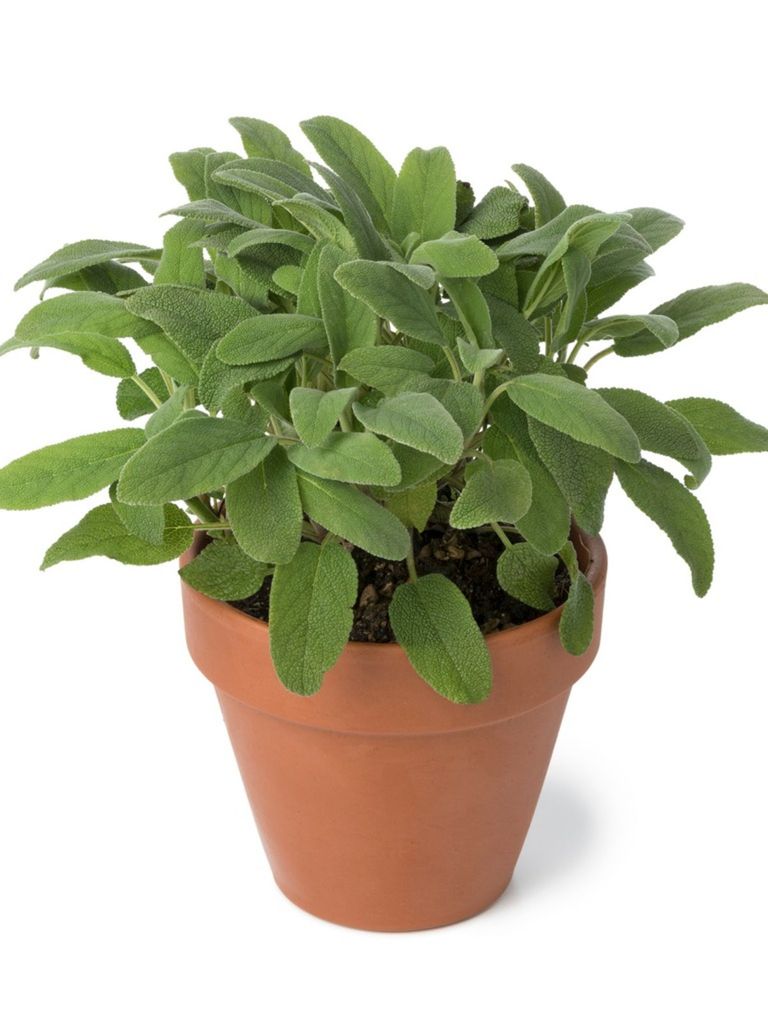 Sage In Containers: Can Sage Be Grown Indoors? | Gardening Know How