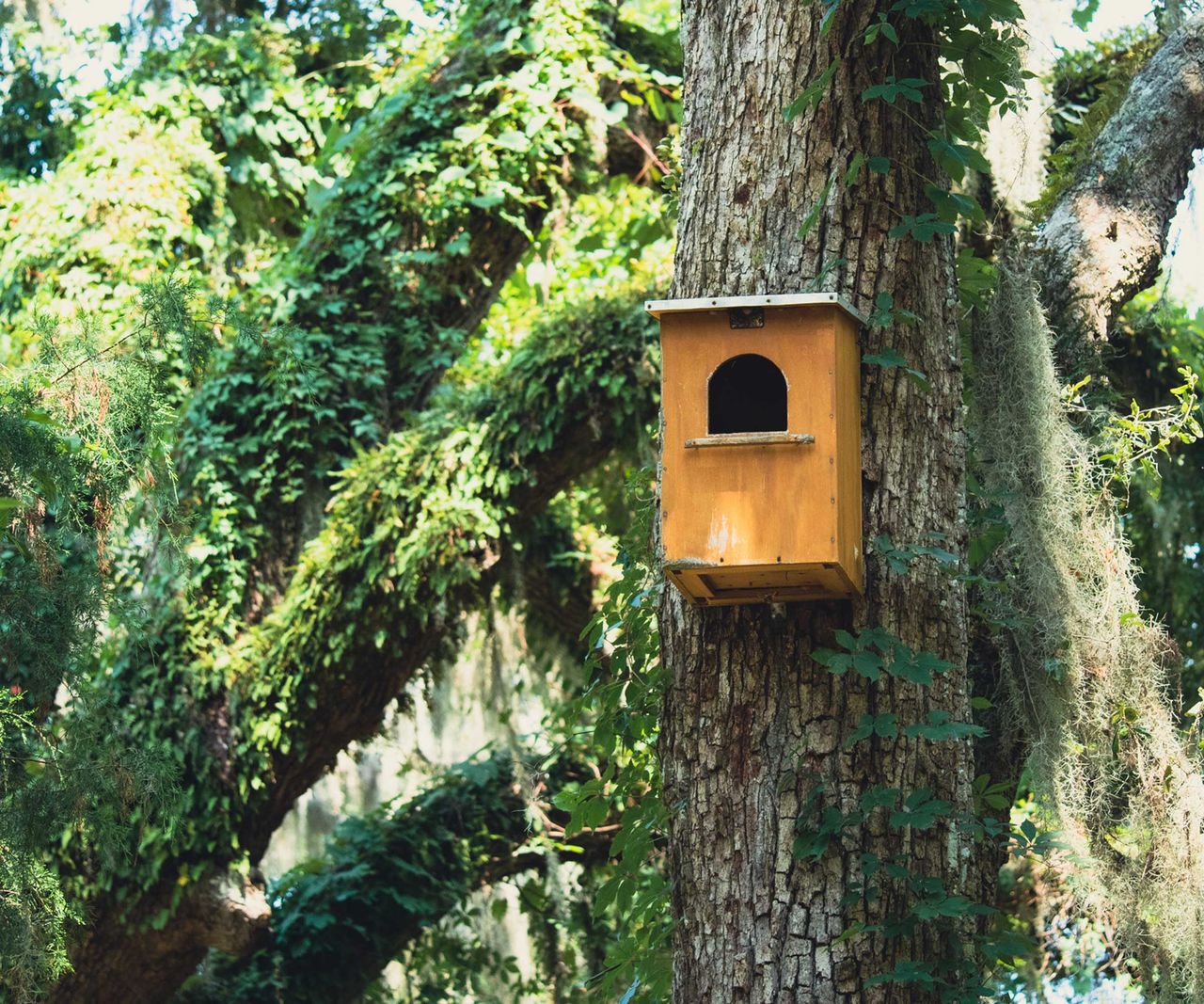 Owl nest boxes: an expert guide | Homes and Gardens