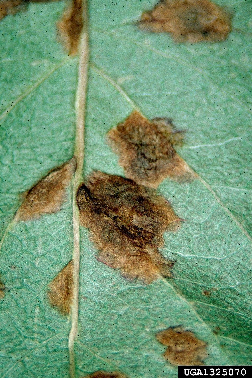 Blister Mite Pests – How To Control Blister Mites On Fruit Trees ...