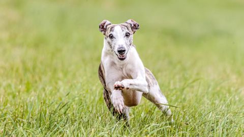 Whippet: Breed profile and information | PetsRadar