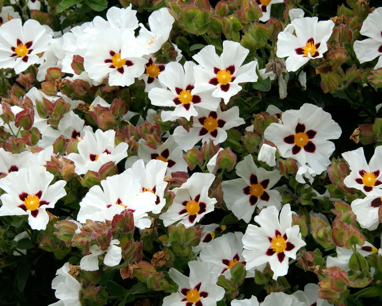 Cistus varieties: 11 sunroses to brighten your plot | Homes and Gardens