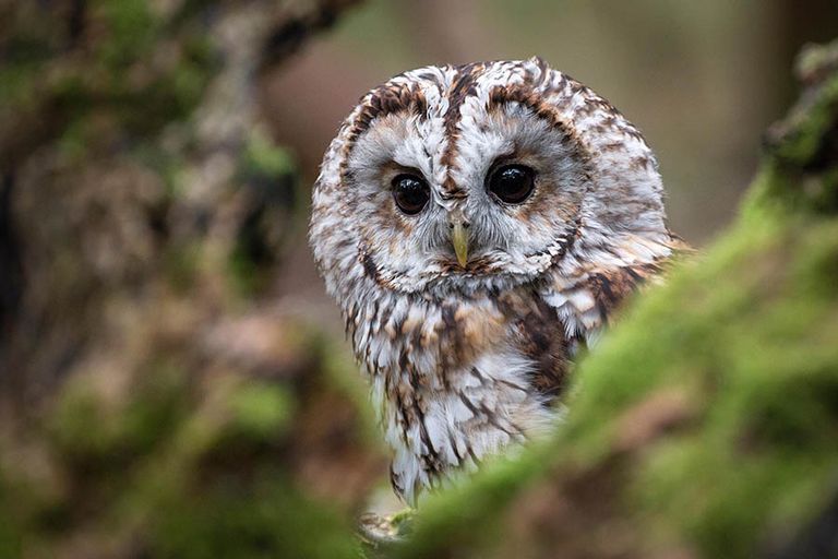 The six types of owl you’ll find in Britain | Country Life