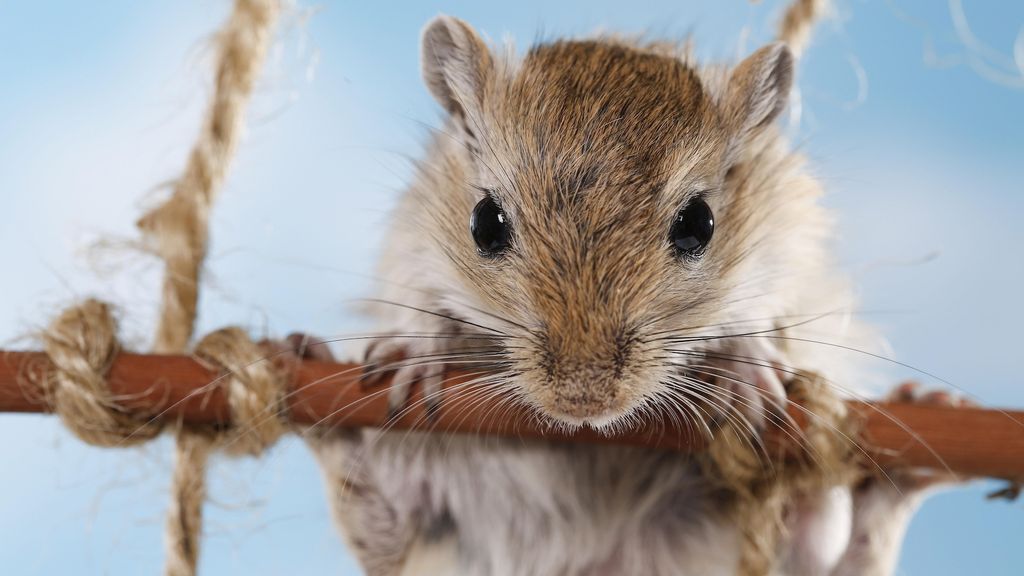Most popular pets in the world: The top 20 | PetsRadar