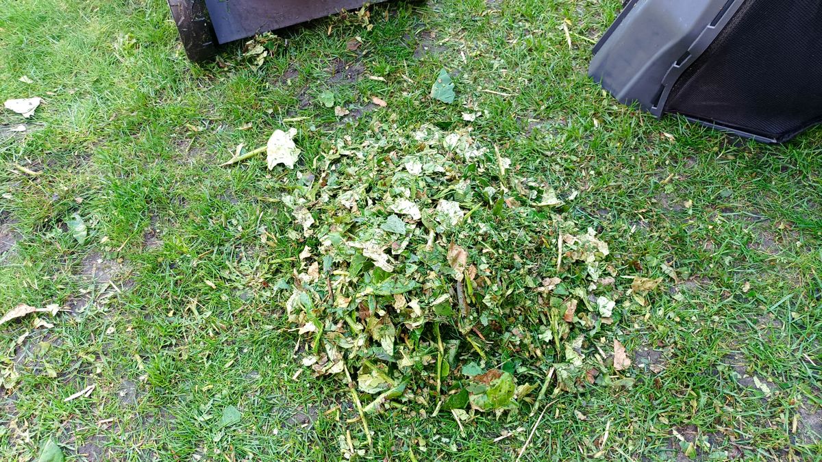 How to mulch leaves: 5 steps for organic lawn care | Top Ten Reviews