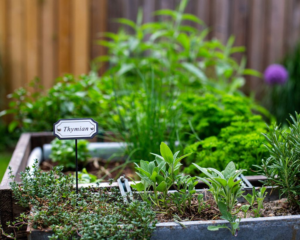 Grow An Italian Vegetable Garden: 8 Authentic Varieties | Gardening ...