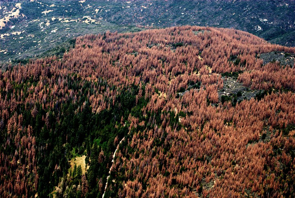 California's Long Drought Has Killed 100 Million Trees | Live Science