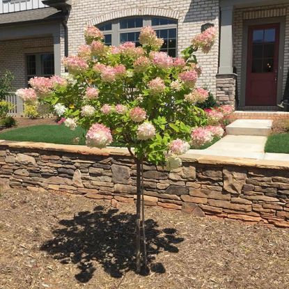 How to grow a hydrangea tree, including expert pruning tips | Homes and ...