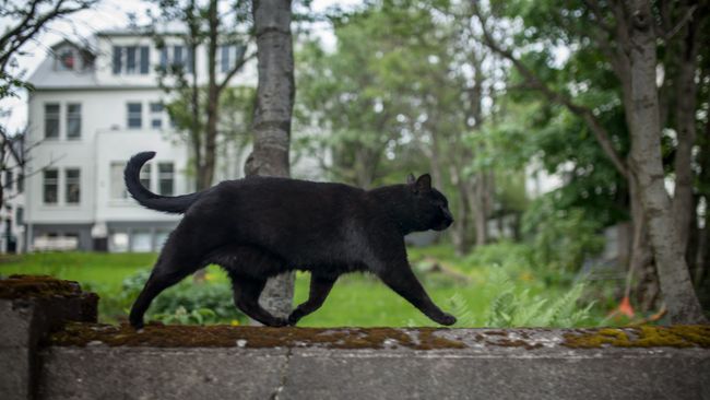 Can cats really see in the dark? | Live Science