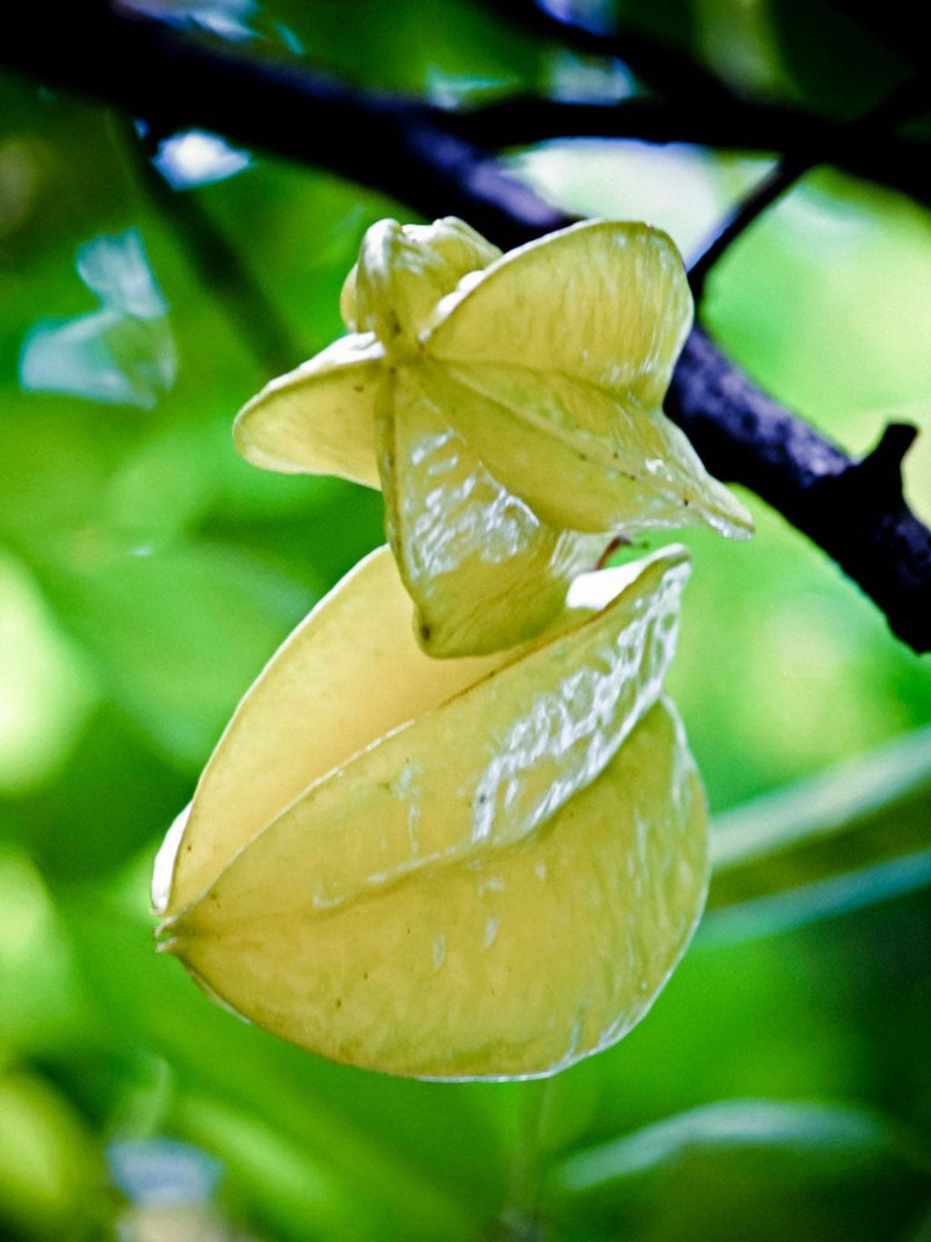 Starfruit Tree Care: Tips On Growing Carambola Starfruit Trees ...