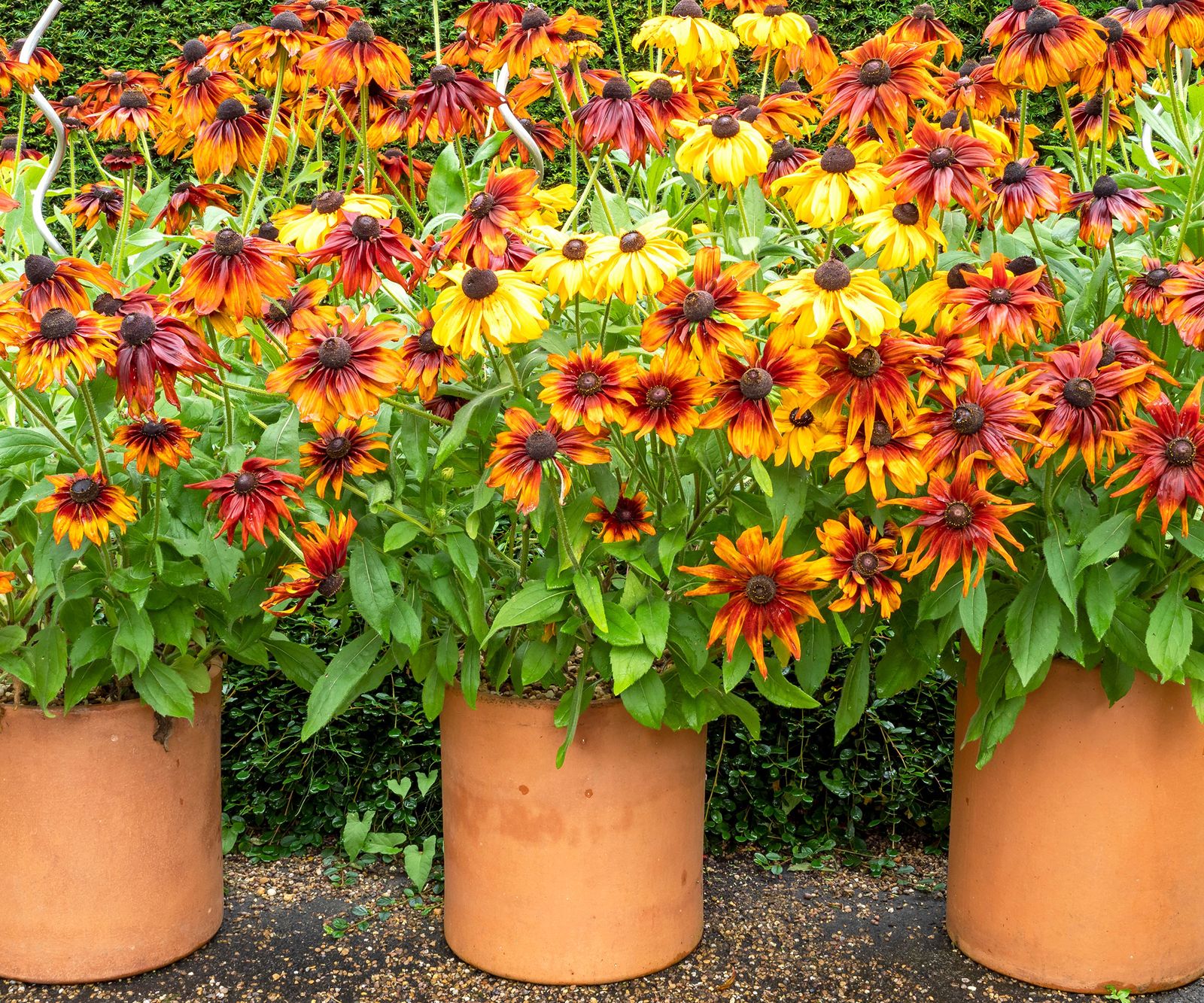 Best Drought-Tolerant Container Plants For Full Sun And Heat ...