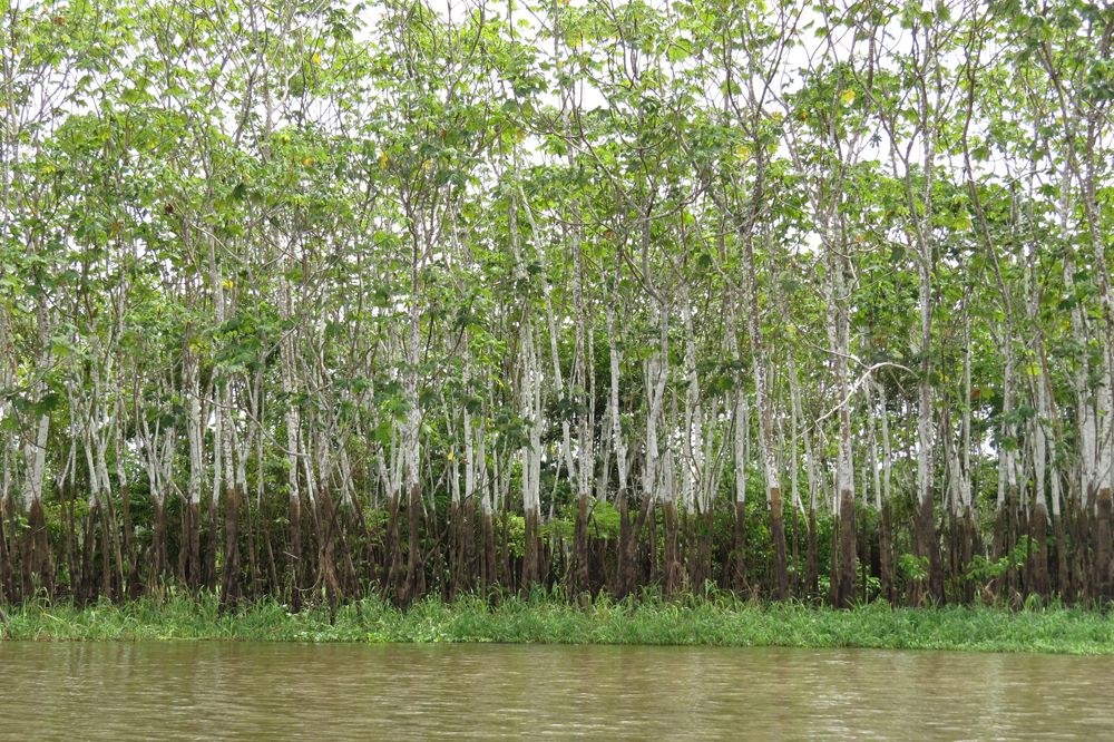 Amazon Photos: Trees That Dominate the Rain Forest | Live Science