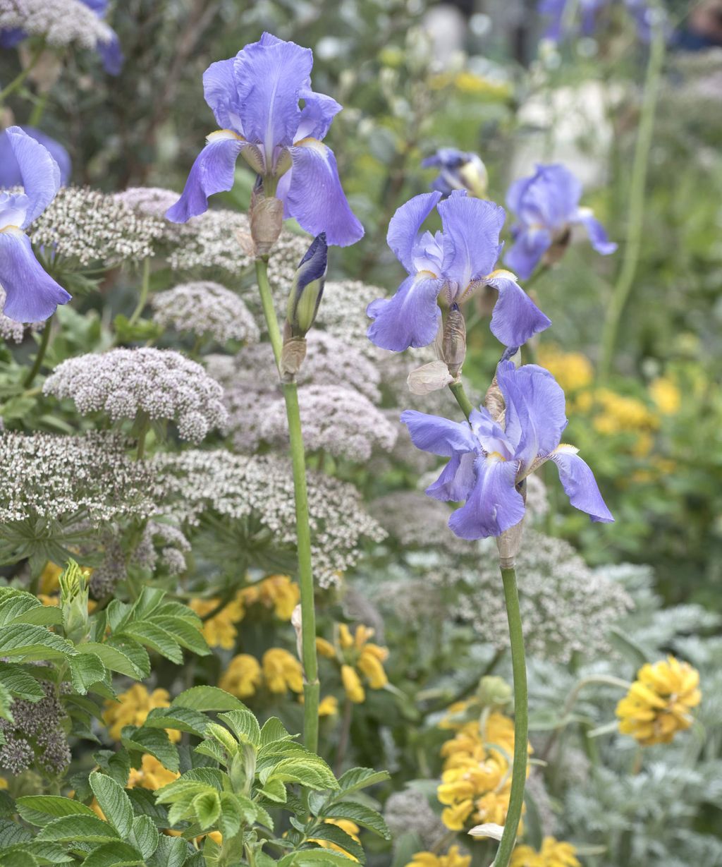 When do you cut back irises? Expert tips for the best blooms | Homes ...