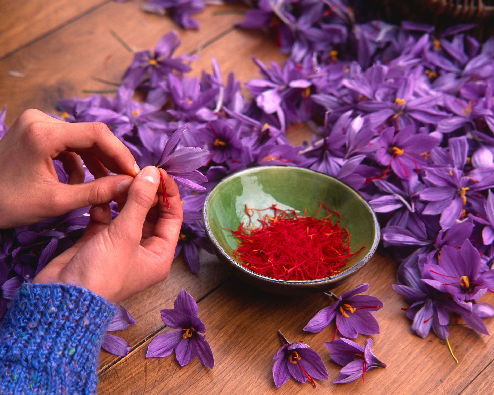 How to grow saffron: a step-by-step guide to grow saffron | Homes and ...