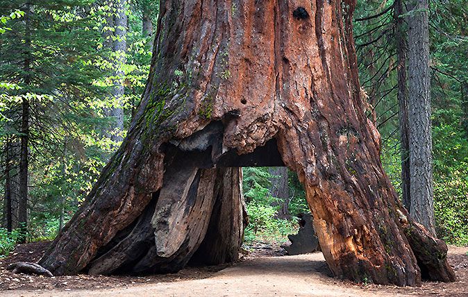 One of the world's most famous trees has fallen down - but here's six ...