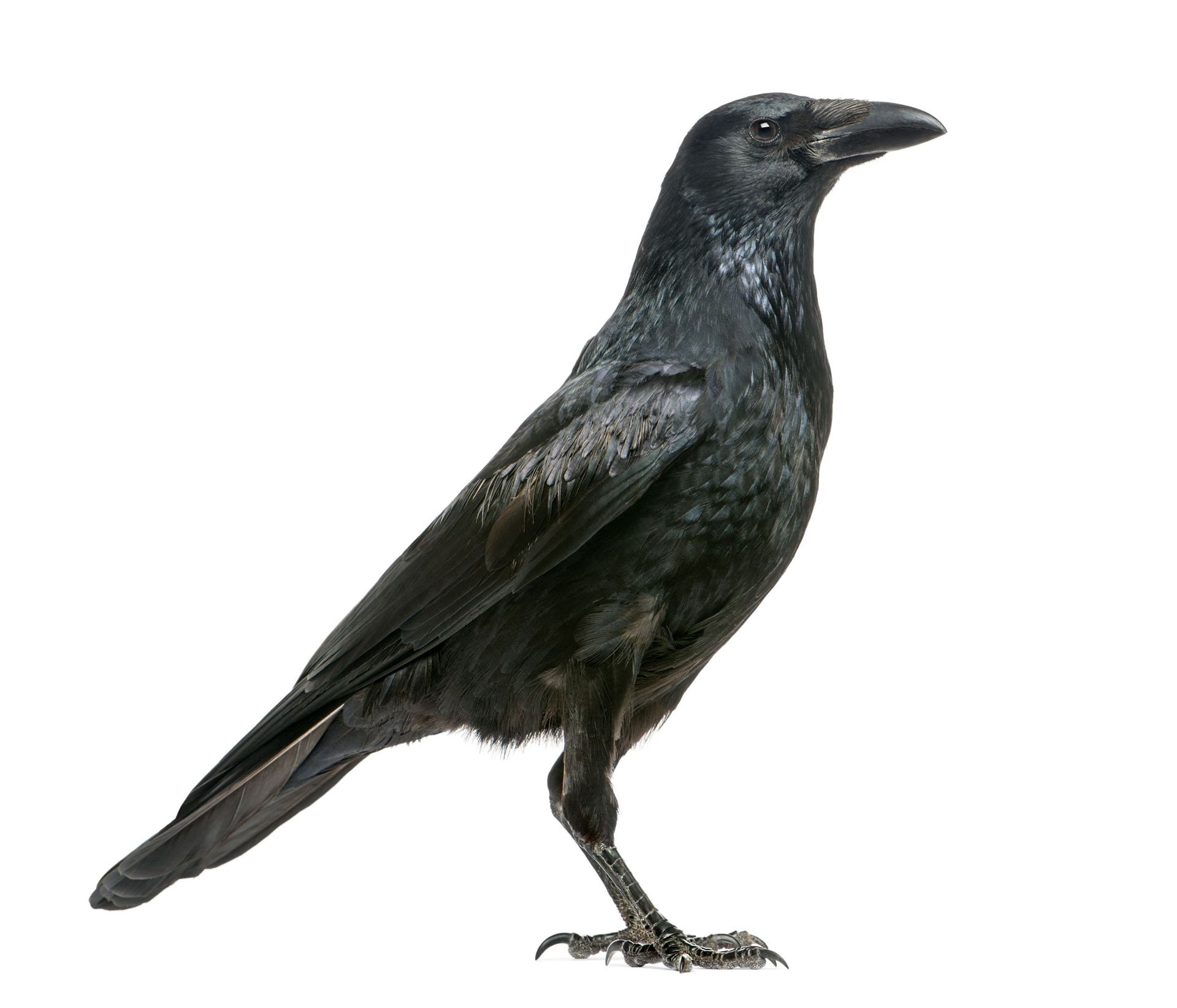 Crows: Everything you need to know about the whole corvid family, from ...