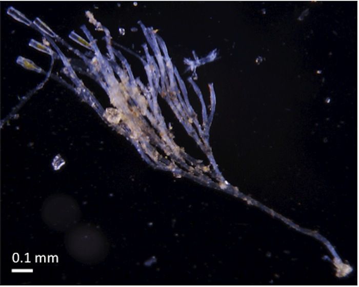 Yuck! Photos of 'Rock Snot' Algae Infestations | Live Science