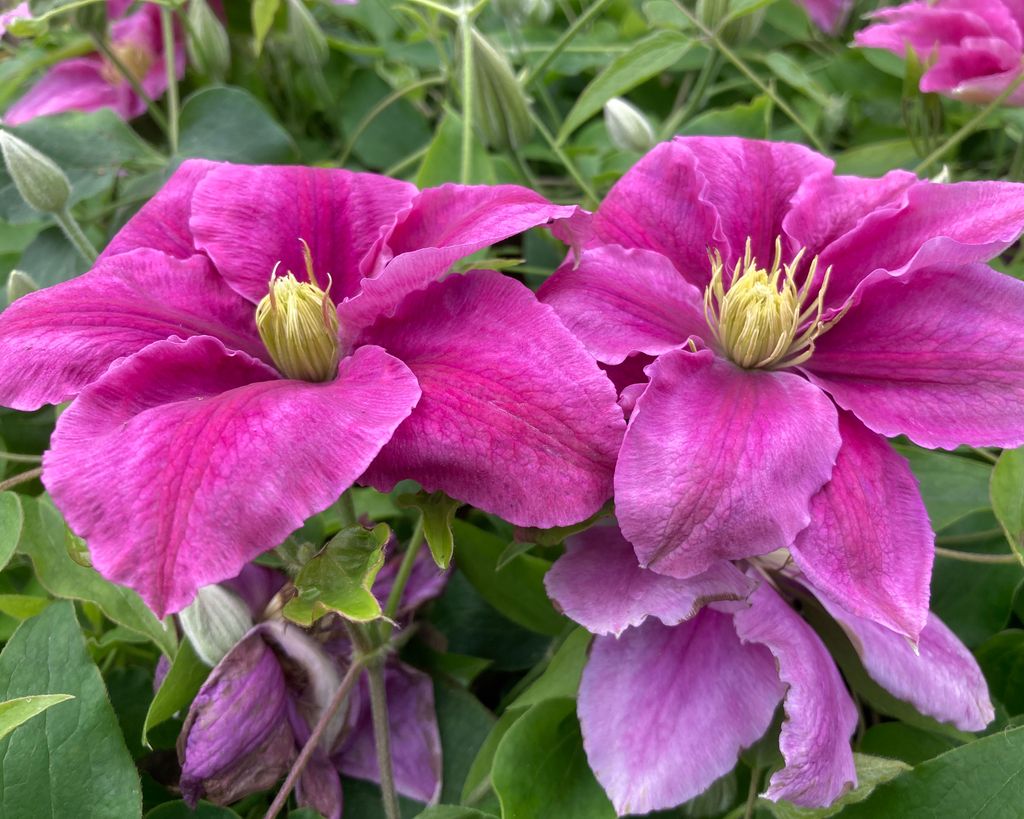 Best clematis to grow: 10 prettiest, easiest choices | Homes and Gardens