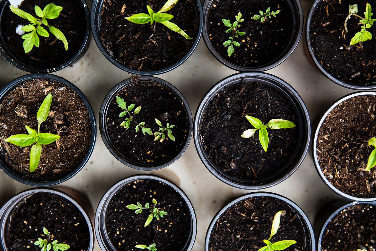 These are the five most common seed starting mistakes, according to ...