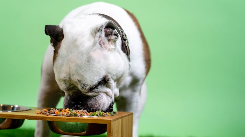 Dog feeding schedule: How many times a day should a dog eat and how ...