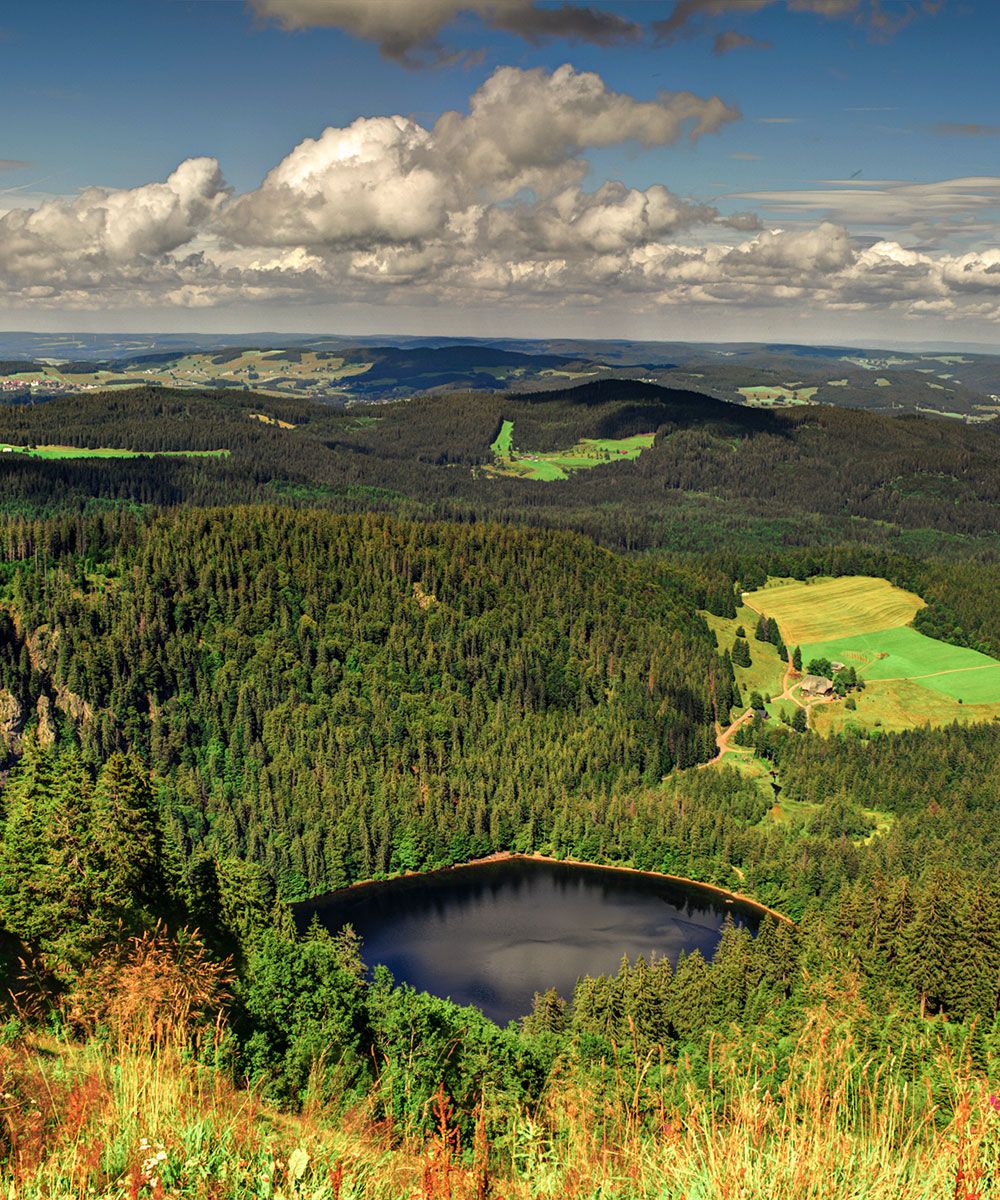 The most Instagrammed forests from around the world | Homes and Gardens