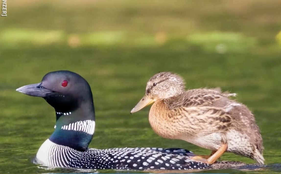 Researchers in Wisconsin are astonished to find loons raising a ...