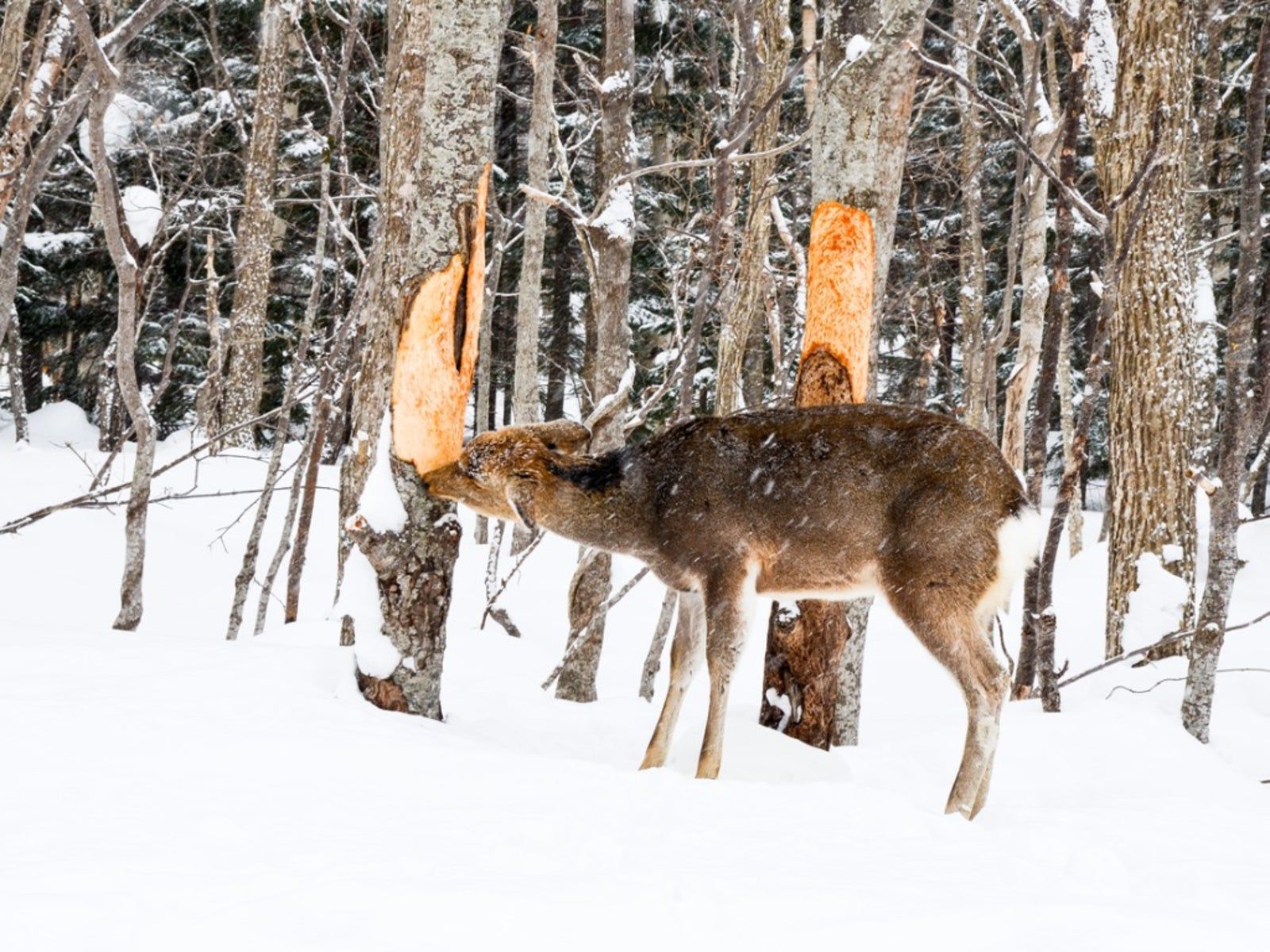Tips On Protecting Trees From Deer | Gardening Know How
