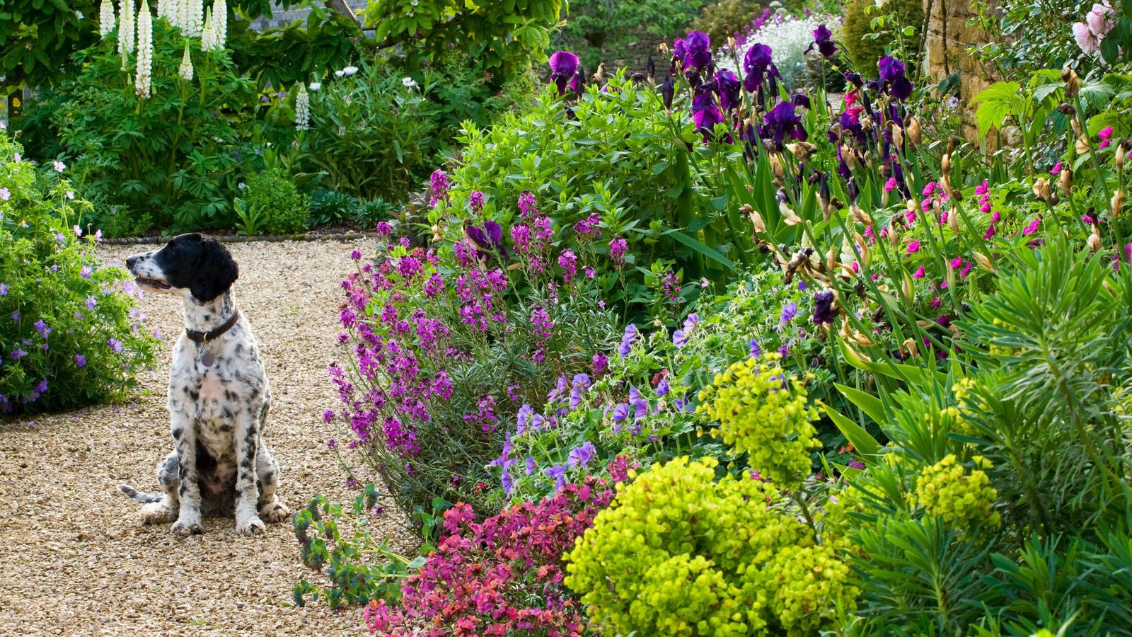 Filler plants for sparse flower beds | Ideal Home