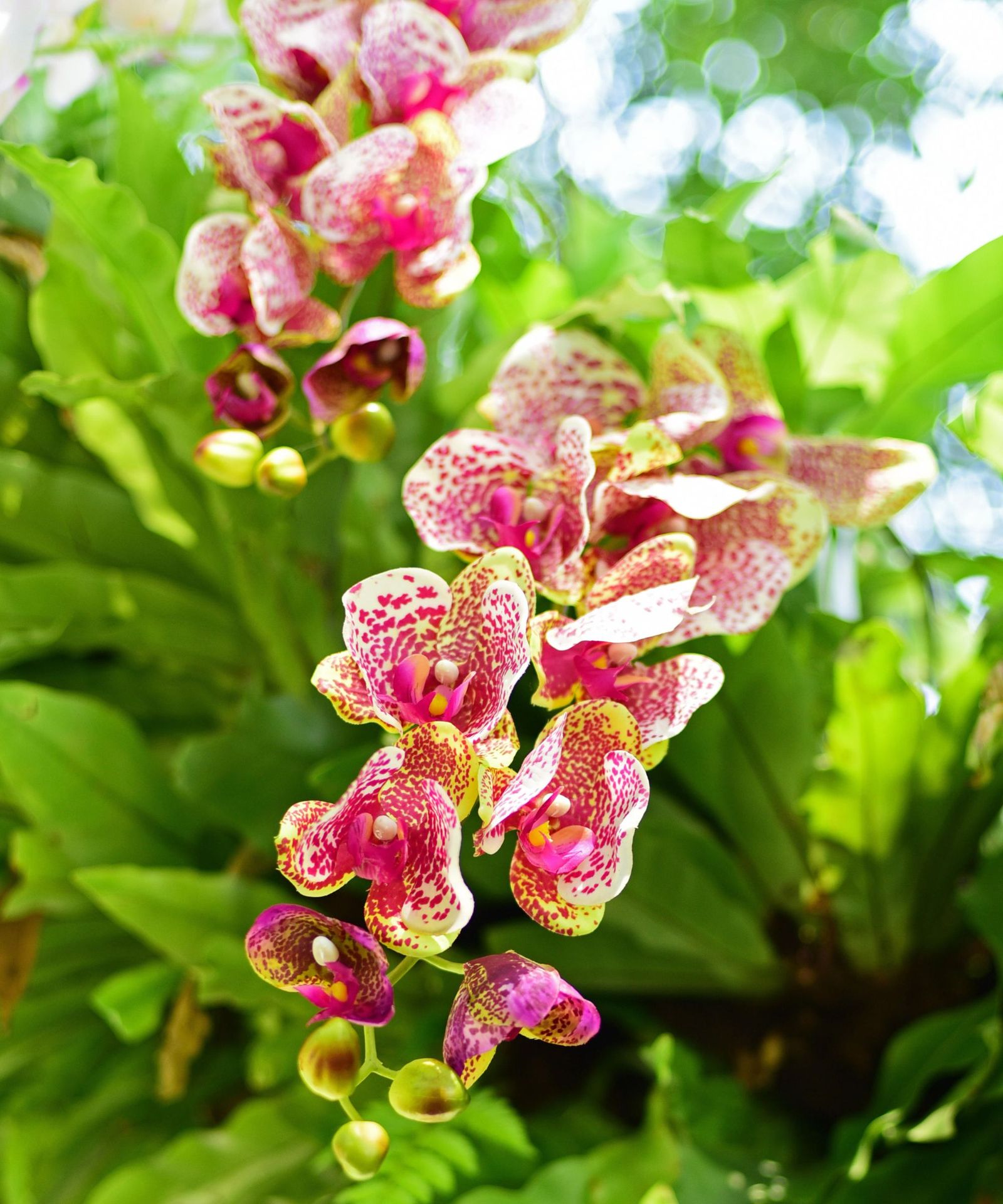Best indoor flowering plants: 10 pretty blooms to grow | Homes and Gardens