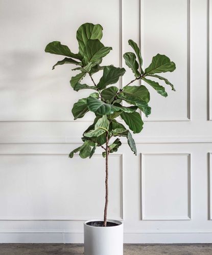 The Zevo Plant Trap is a Chemical-Free solution to Houseplant Pests ...