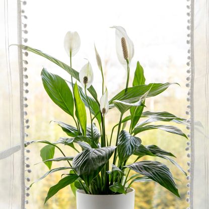 6 houseplants that can reduce the dust levels in your home | Ideal Home