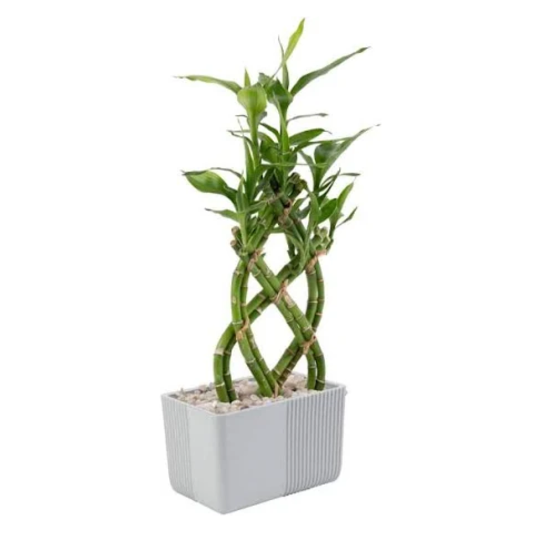 How to Revive a Bamboo Plant — Expert Steps to Rescue Yours | Livingetc