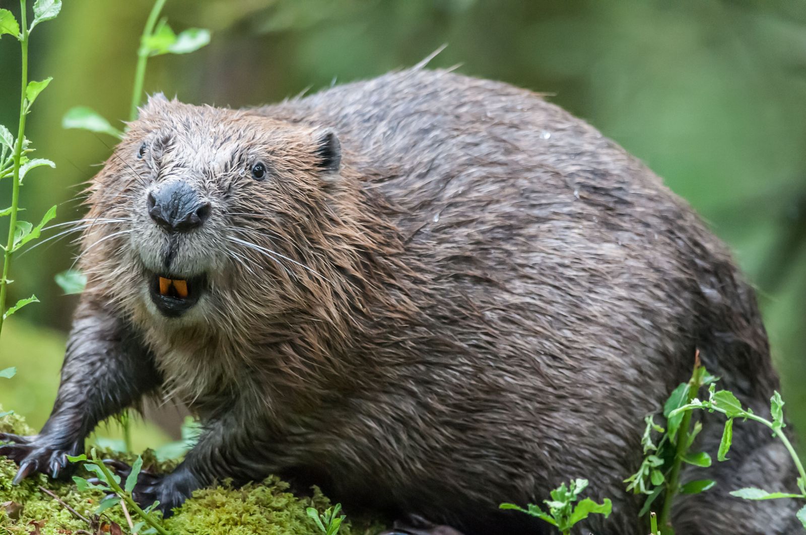 Exclusive: First look at trailer for 'Wilding', the documentary of the ...