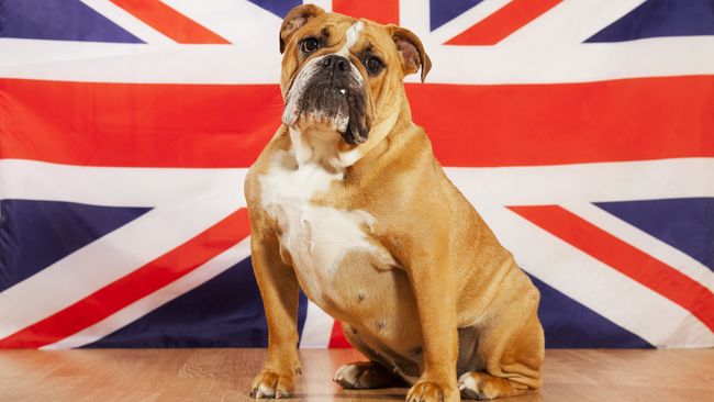 32 much-loved British dog breeds and their histories | PetsRadar