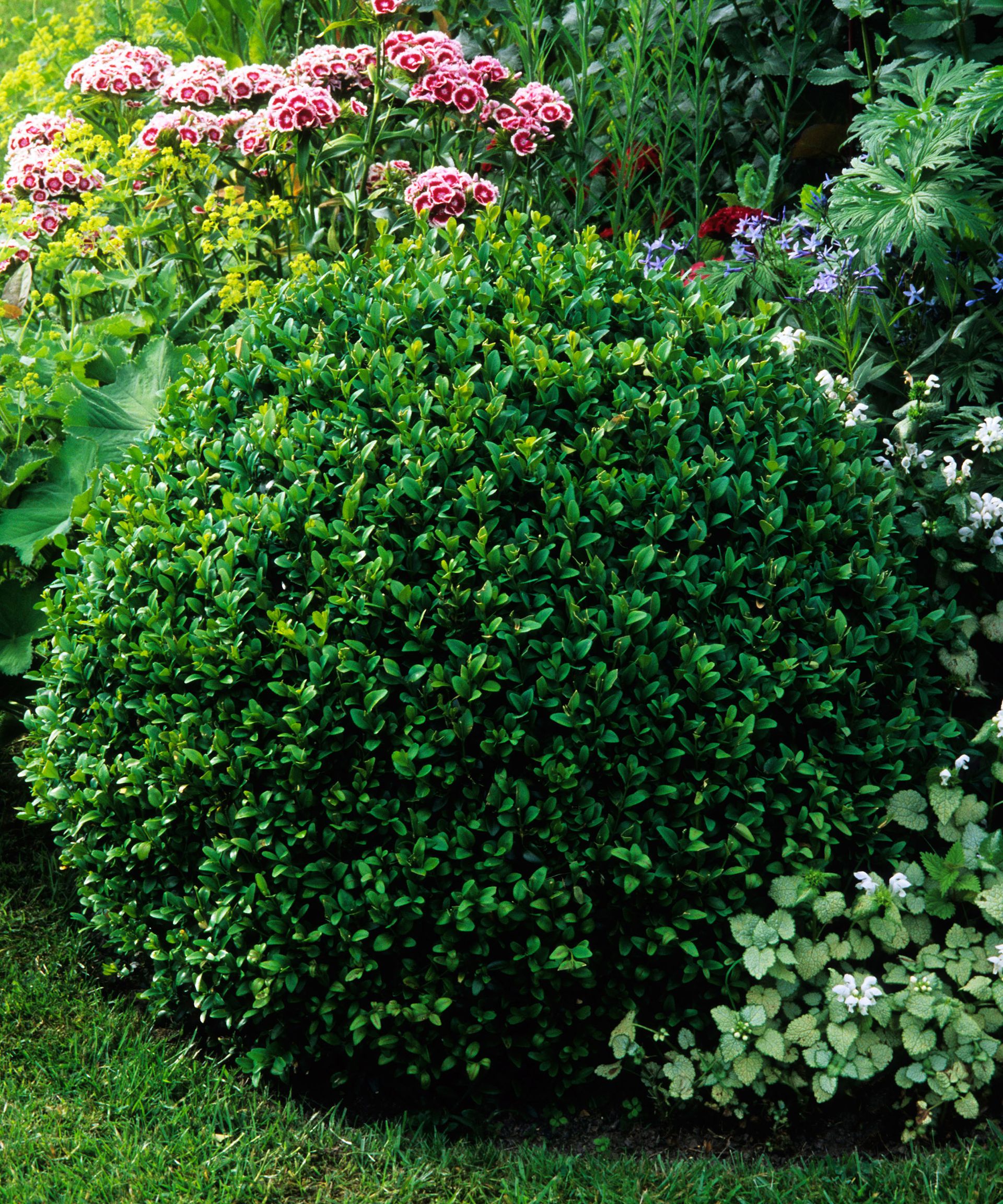 Topiary: a practical guide to this must-have garden trend | Gardeningetc