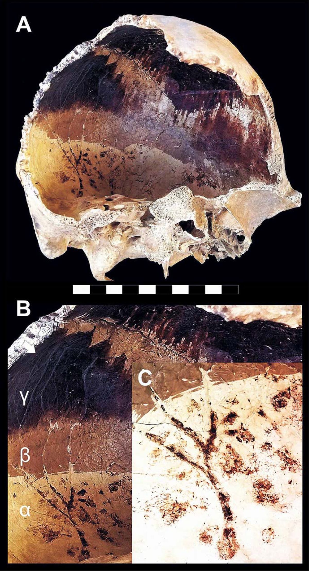 Photos: The Bones of Mount Vesuvius | Live Science