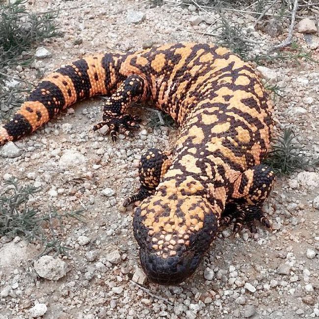 Gila Monster Photos: The Sluggish and Scaly Sweethearts of the American ...