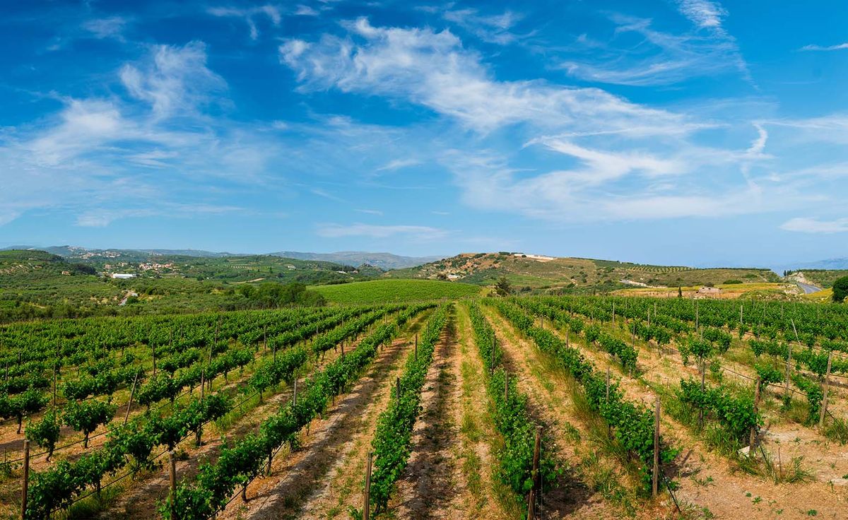 Discover Greek wine trails this summer | Wallpaper*