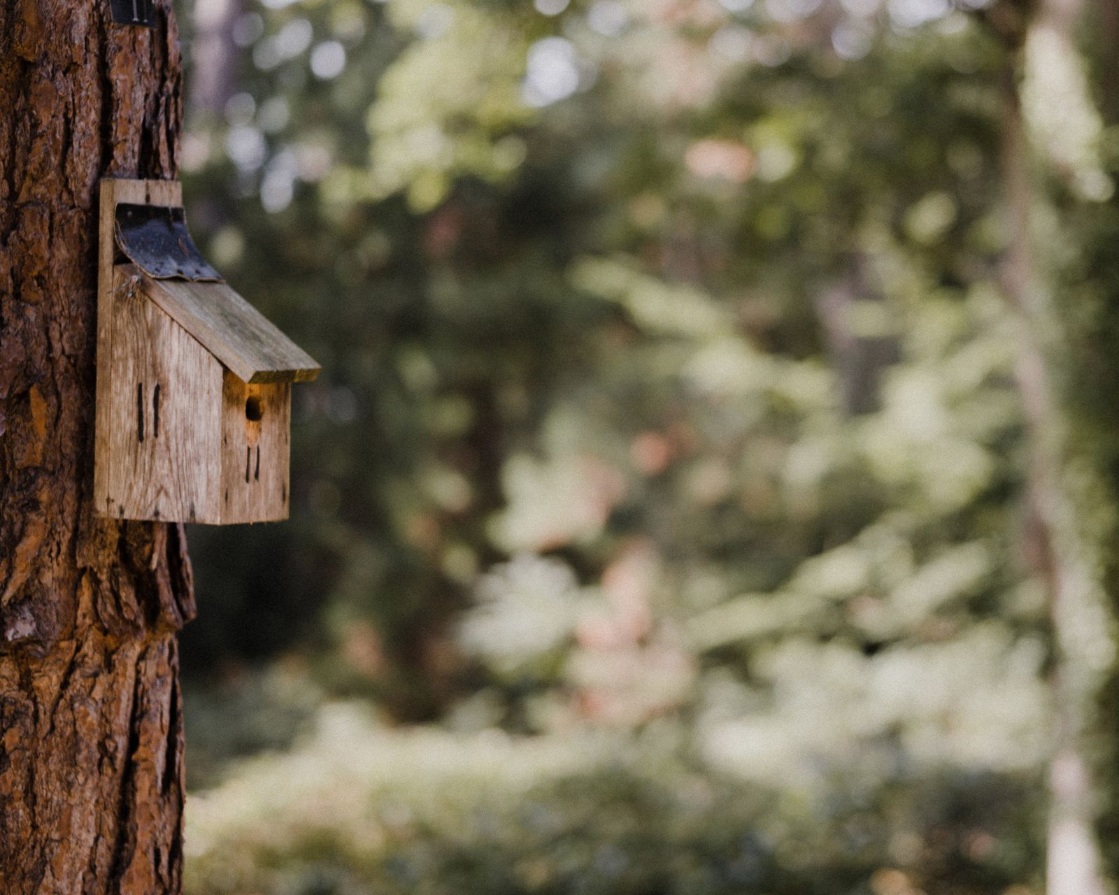 A nest box for birds is a must in a winter garden – here's why ...