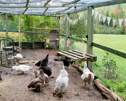 Keeping chickens: a guide to keeping hens in your backyard | Homes and ...