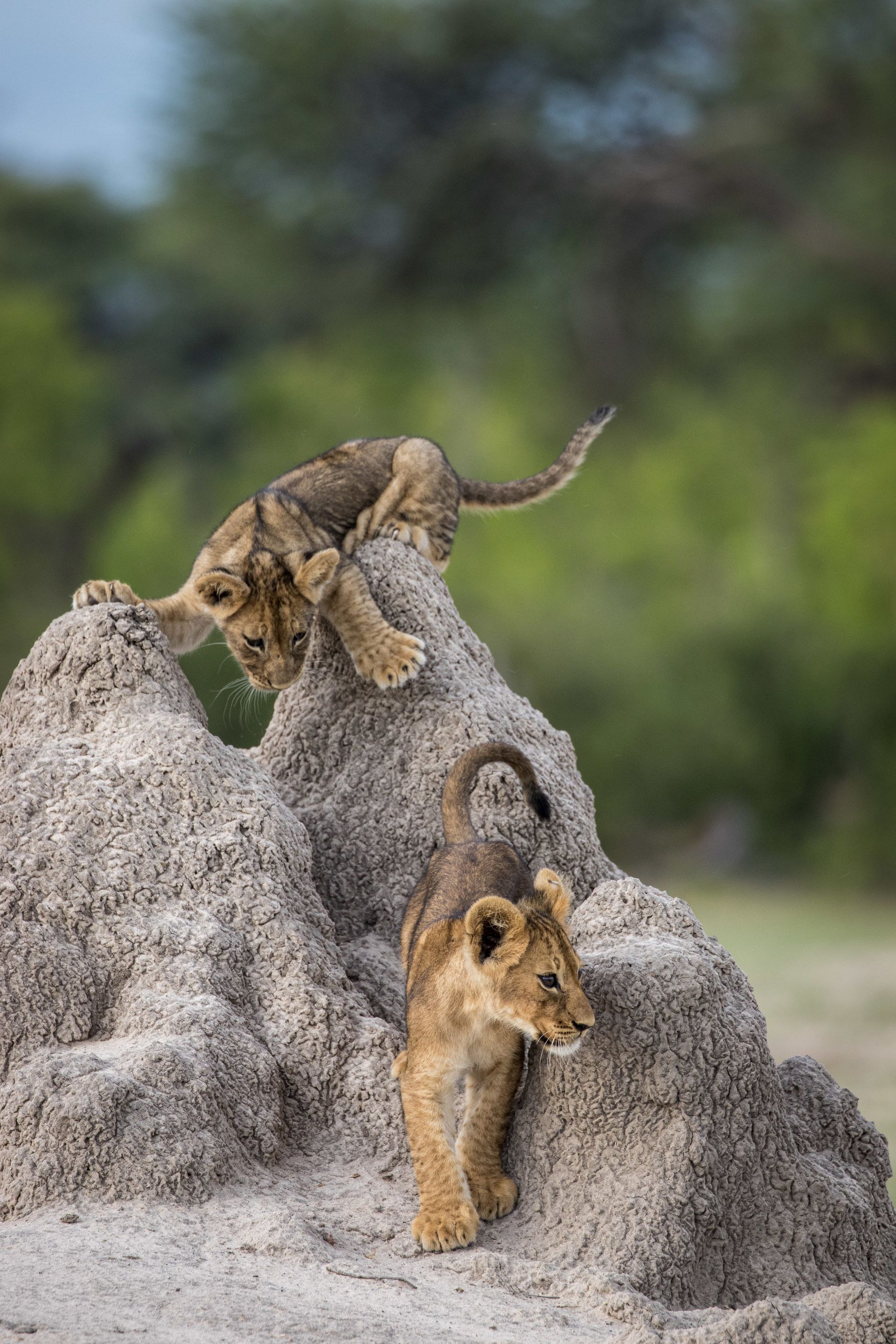 These could be the funniest animal pictures ever | Live Science