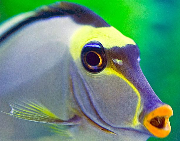 Venomous Fish | Live Science