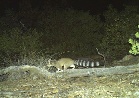 Ringtail Cats: Photos of the 'Cutest Animal in North America' | Live ...