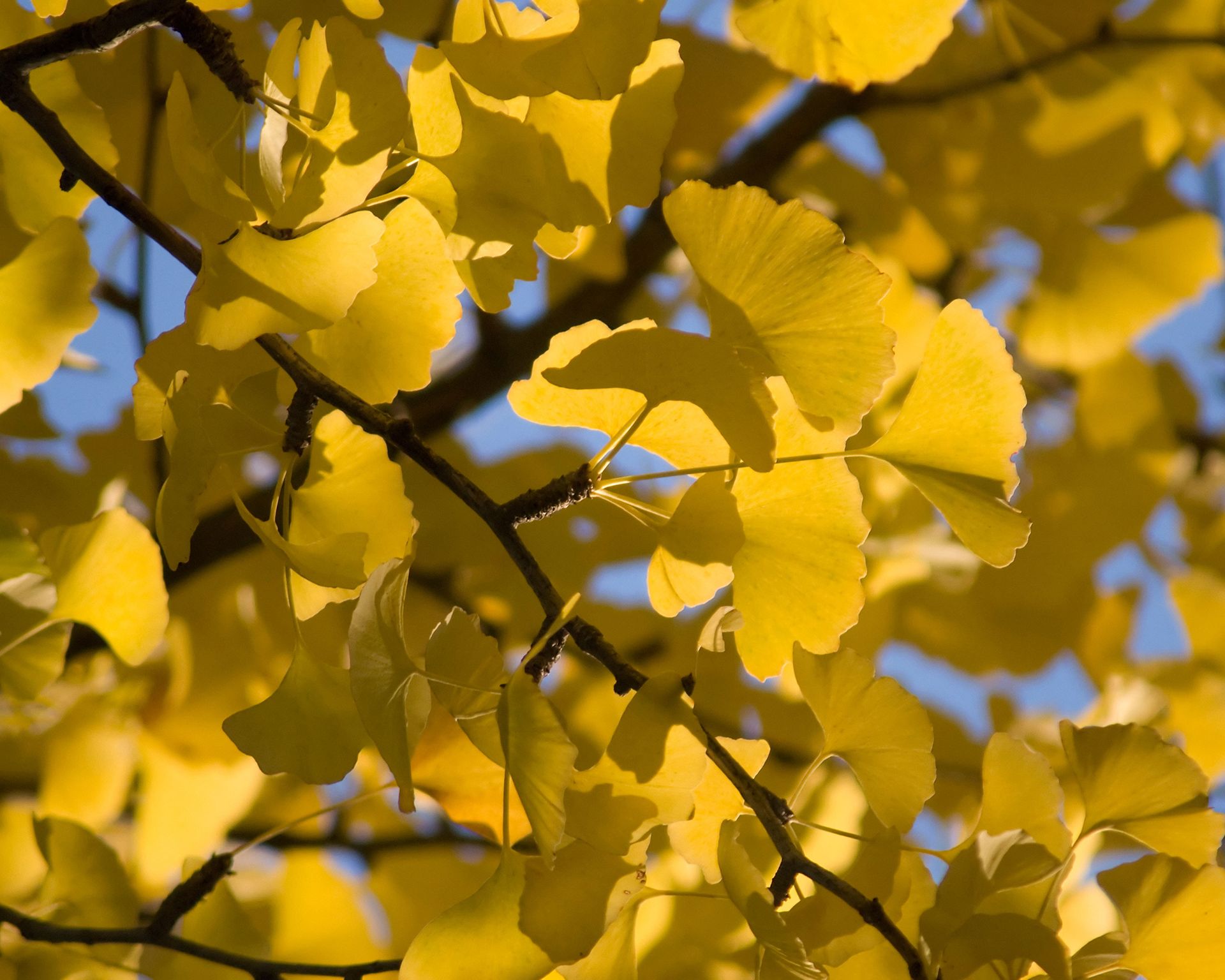Best trees for fall color: create unbeatable autumn interest | Gardeningetc