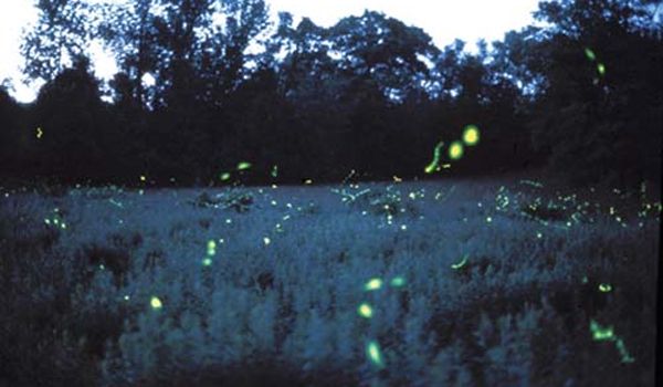 Bioluminescent: A Glow-in-the-Dark Gallery | Live Science