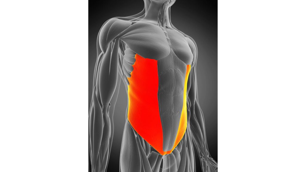 What are core muscles? | Live Science