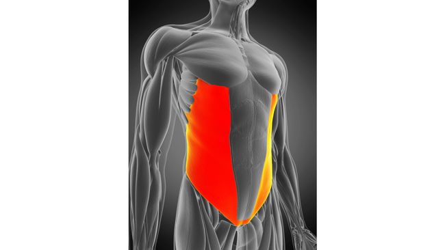 What are core muscles? | Live Science