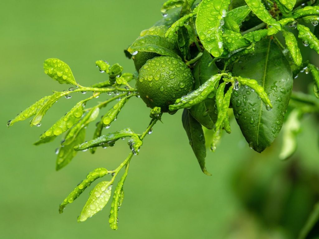 Tips On Fertilizing A Lime Tree: When Do You Fertilize Lime | Gardening ...