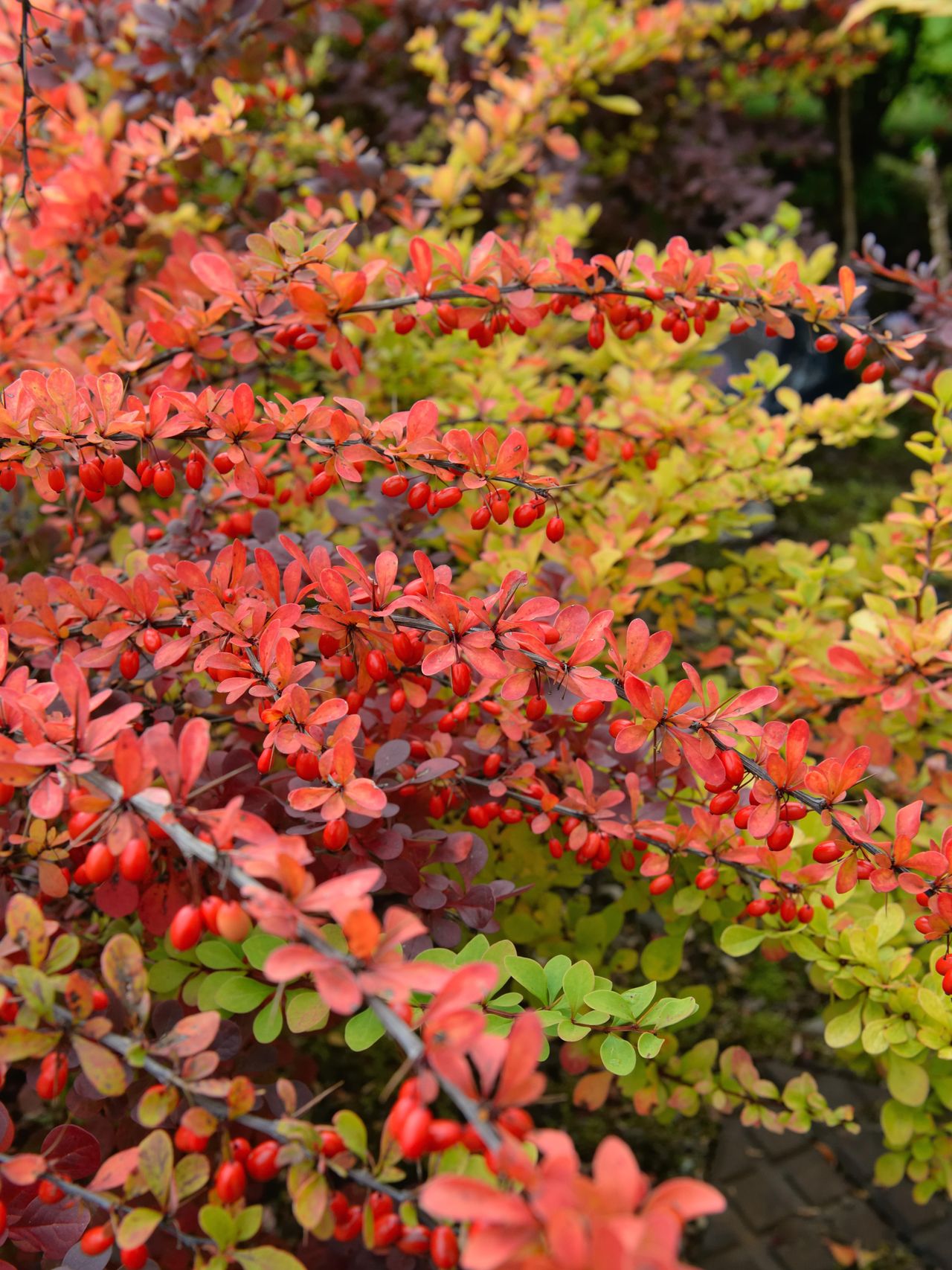 10 invasive plants: and how to stop them spreading | Homes and Gardens