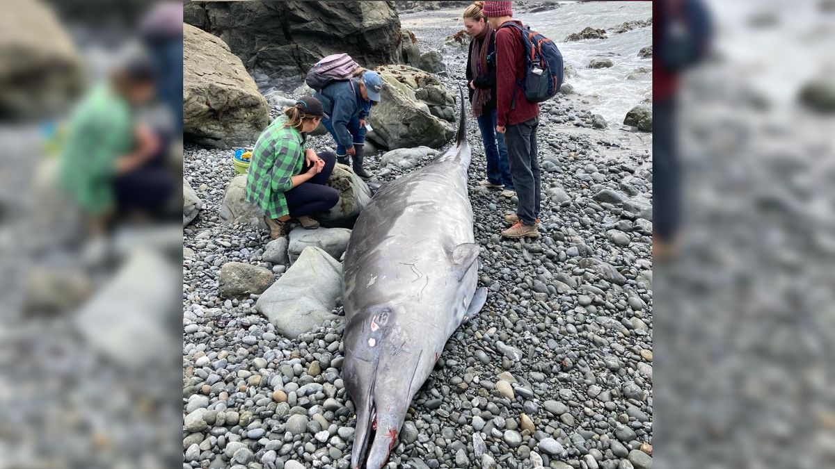 Mysterious dead beaked whale covered in unusual injuries washes up on ...